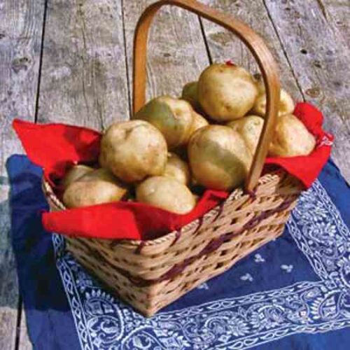 Bug Resistant Potato Varieties Appeal to Organic Growers – Mother Earth ...